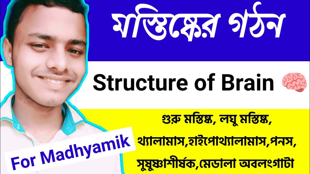 মস্তিষ্কের গঠন || Structure of Brain in Bengali || WBBSE Madhyamik ...