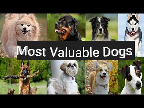 World Famous Dogs/🐕So quite 😍/Lovely Dogs/Our Close Friend - YouTube