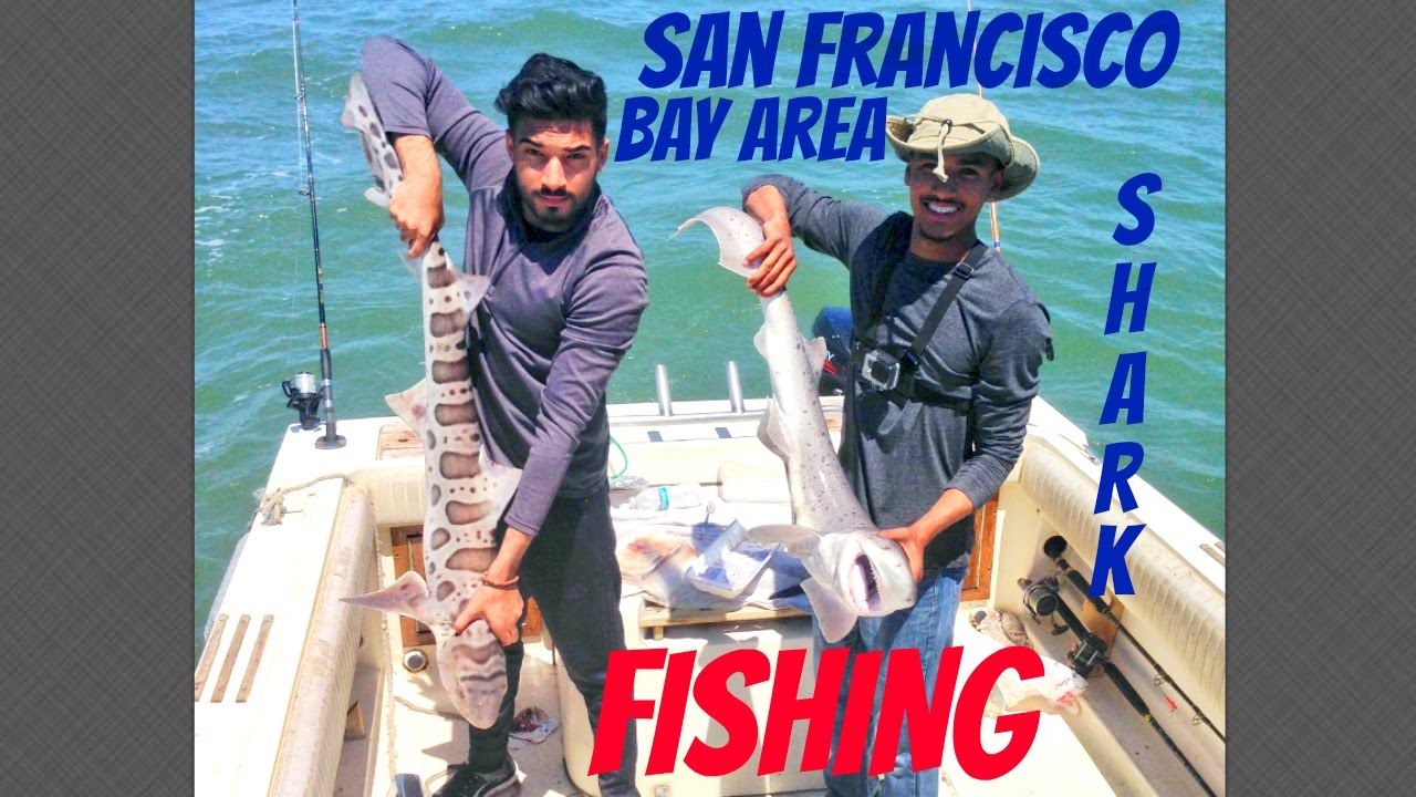 SF Bay Area Leopard Shark and Seven Gill Shark Fishing - YouTube