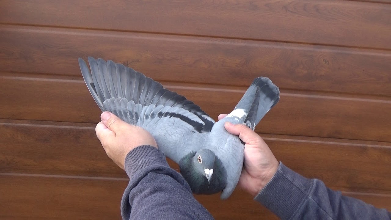 RO 212334-2018 orig. Duda Sergiu - YouTube