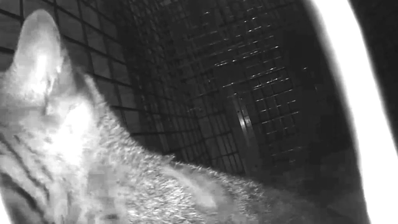 Mrs Claws Hospital Recovery Cage Update 02 25 2016 - YouTube