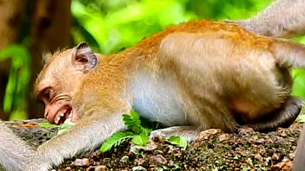 Hur-t By Sl-a-p! Jody Monkey Crying Painful in Stead By Big Male Beatin ...