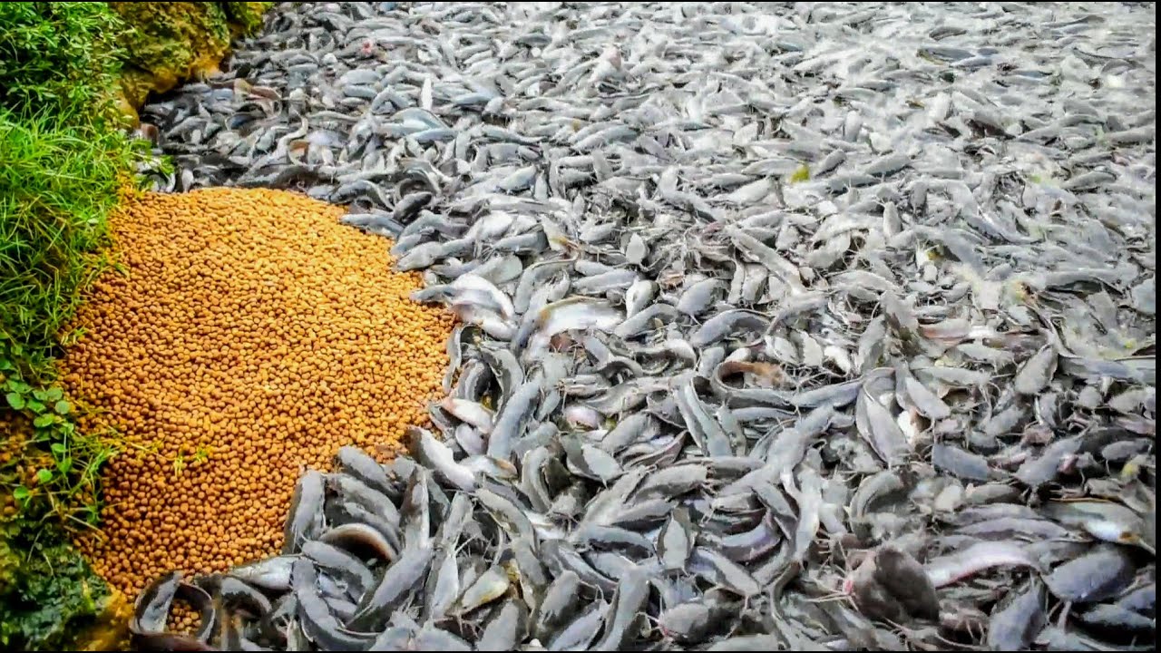 Hybrid magur fish Feeding || Magur Catfish palan - YouTube