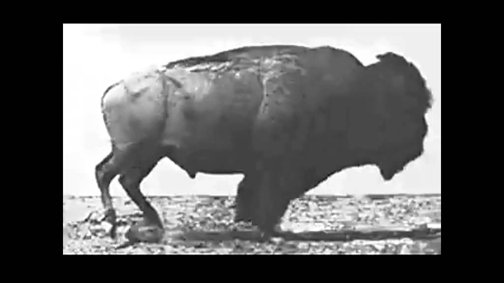Muybridge Galloping Buffalo - YouTube