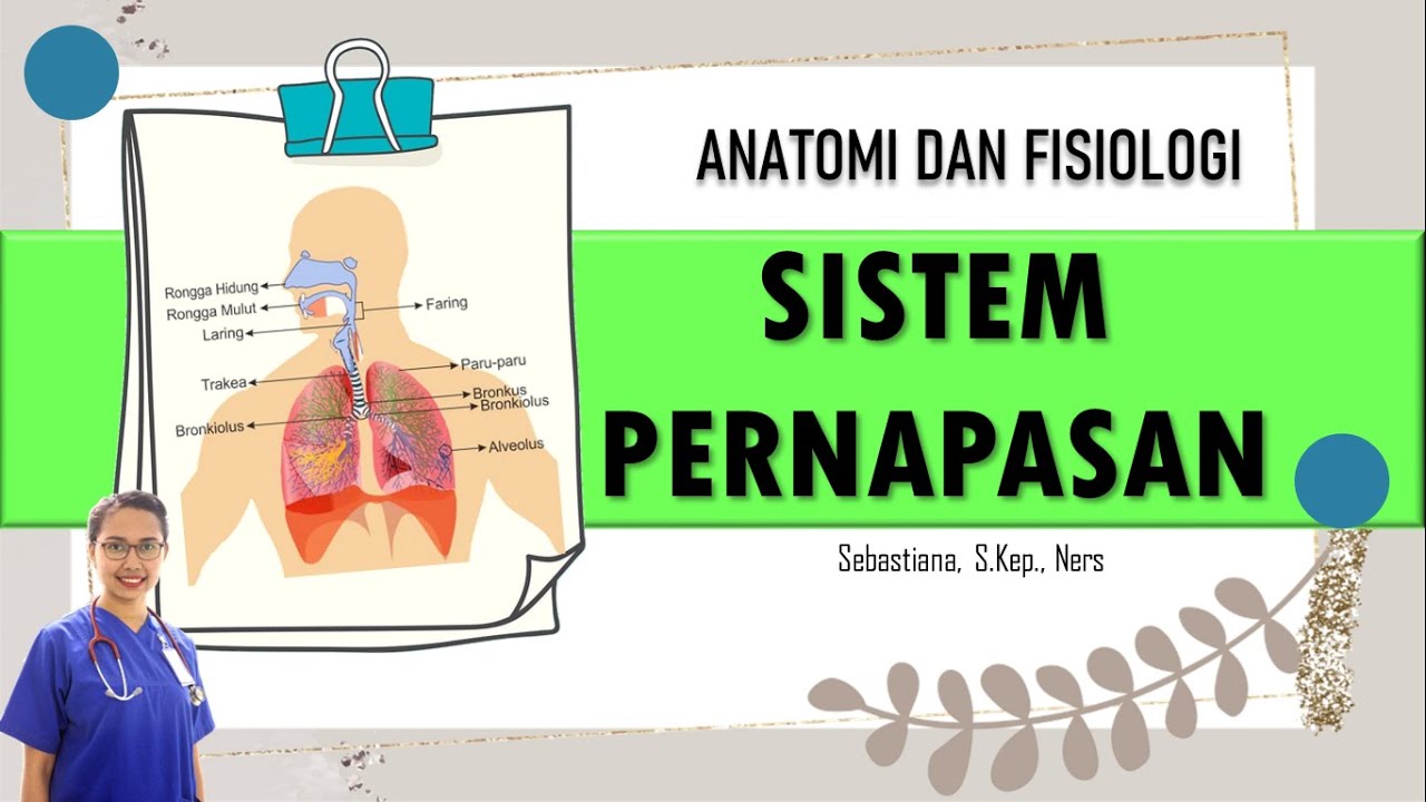 ANATOMI FISIOLOGI SISTEM PERNAPASAN MANUSIA - YouTube