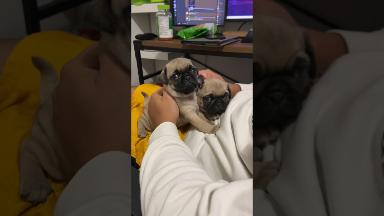 5 week old puglets! ️ #puglife #puppy #pug #pugbaby #pugpuppy #puglet ...
