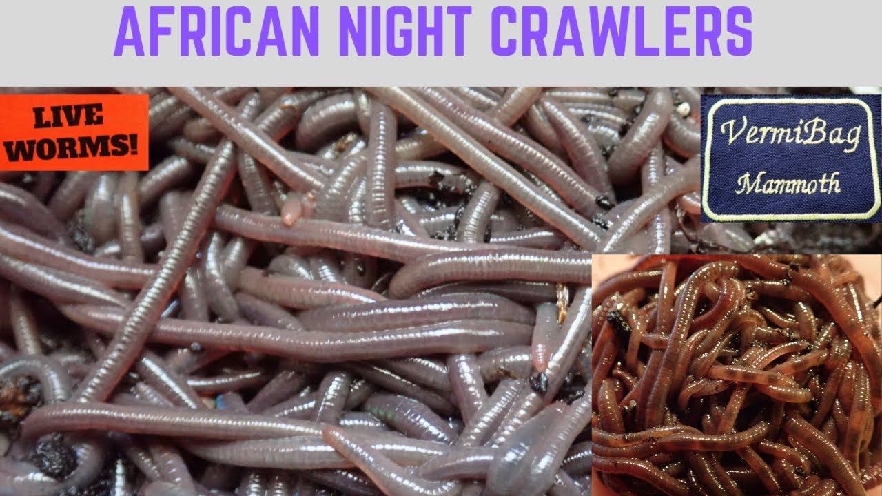 African Night Crawlers 8-22-19 - YouTube