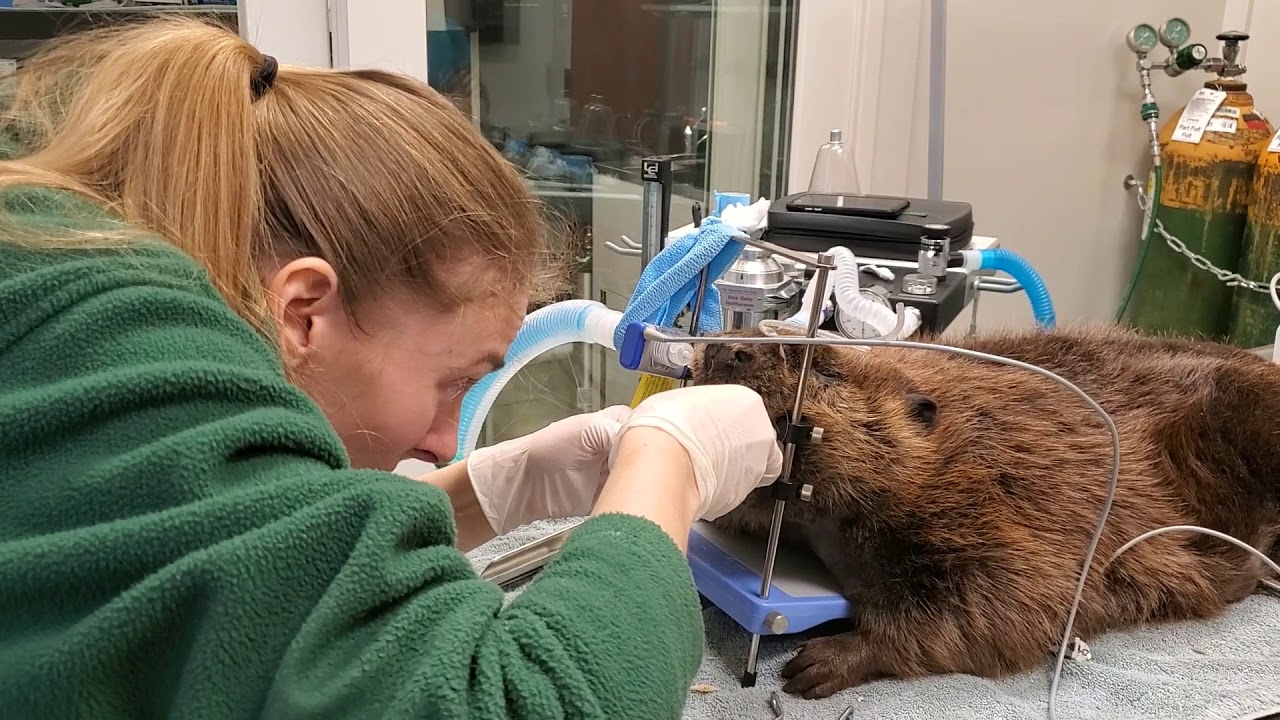 Virginia Living Museum - Beaver Dental Procedure - YouTube