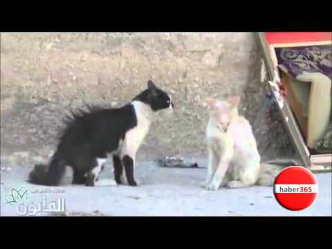 Suriyeli Kediler Bile Üzgün