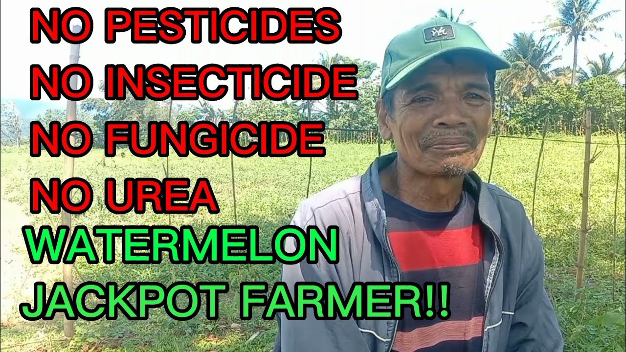 WATERMELON (pakwan) NO PESTICIDE, INSECTICIDE, FUNGICIDE! GEN NAKAR ...