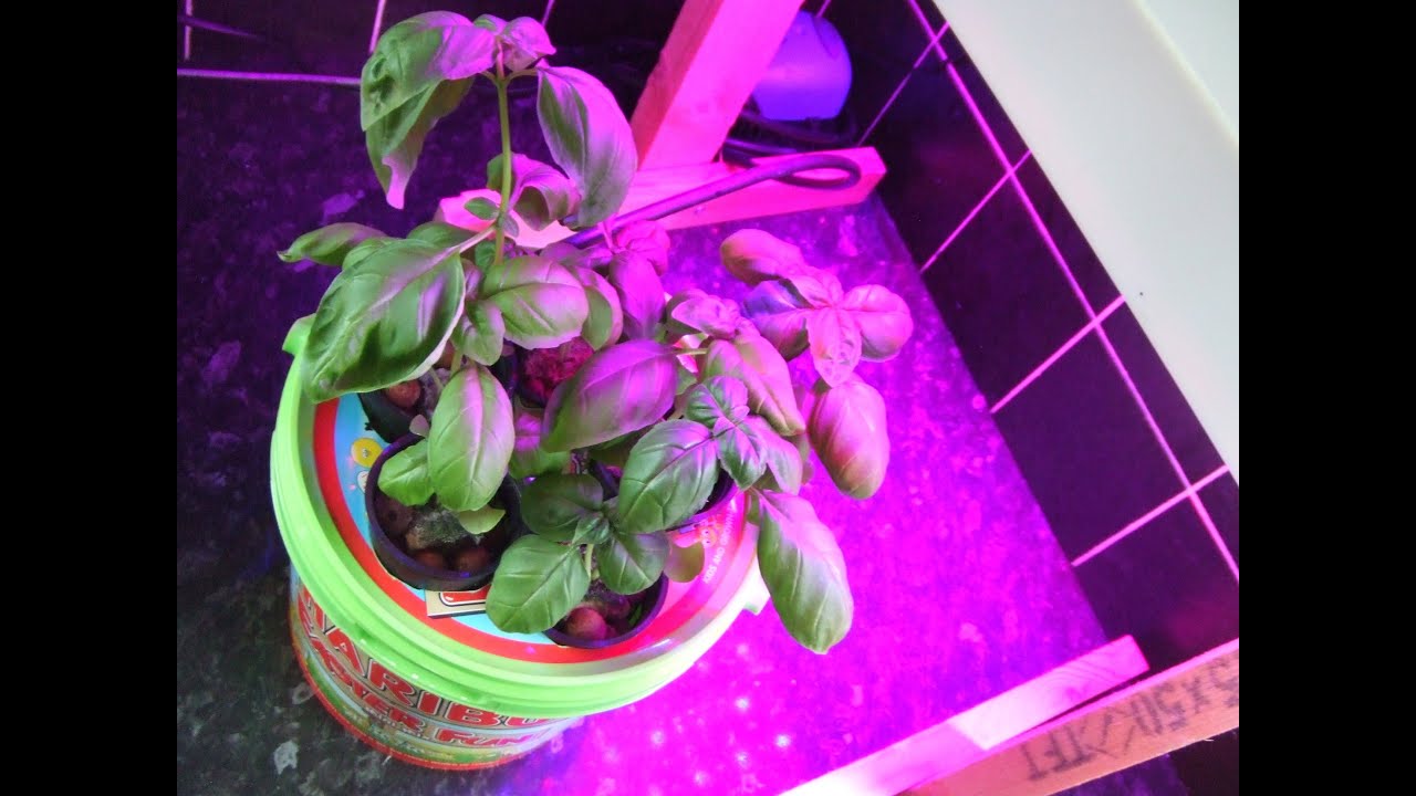 Hydroponics growing system Homemade DWC (Deep Water Culture) Report 7 ...