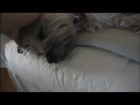 Duncan Dog Wake Up - YouTube