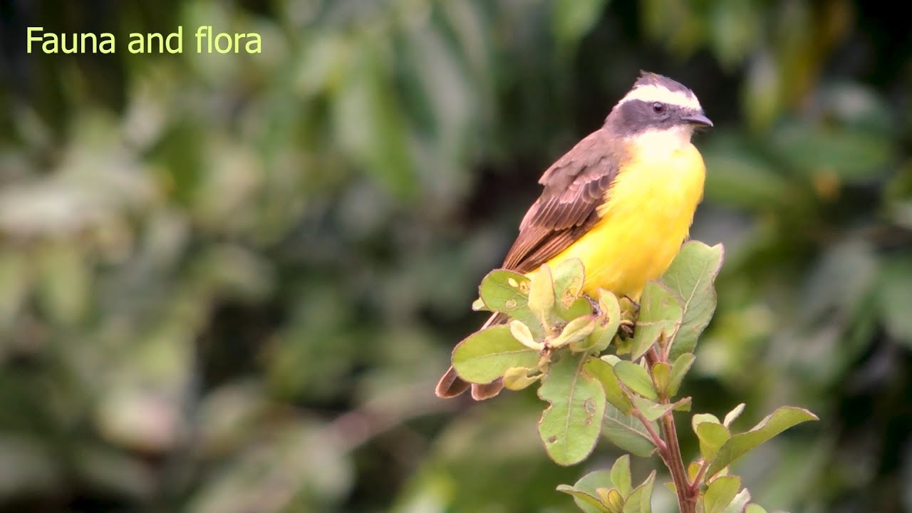 LESSER KISKADEE (PHILOHYDOR LICTOR), BENTEVIZINHO-DO-BREJO, Bem-te-vi ...