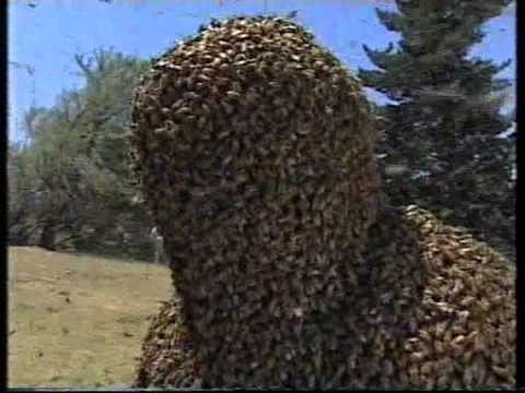 most bees on body - YouTube