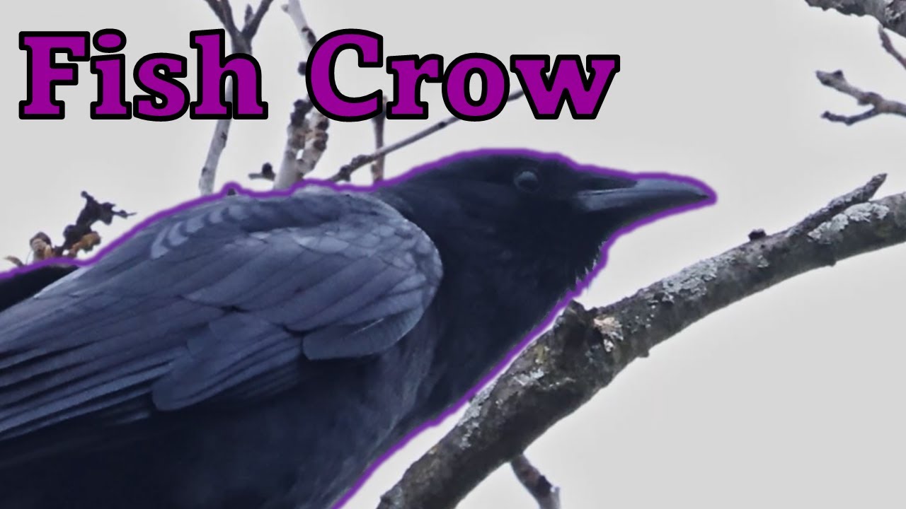 High-Pitched Call of a Fish Crow - YouTube