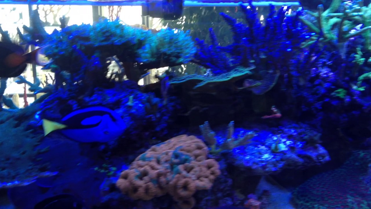 Displays at Pure Reef, Atlanta GA - YouTube