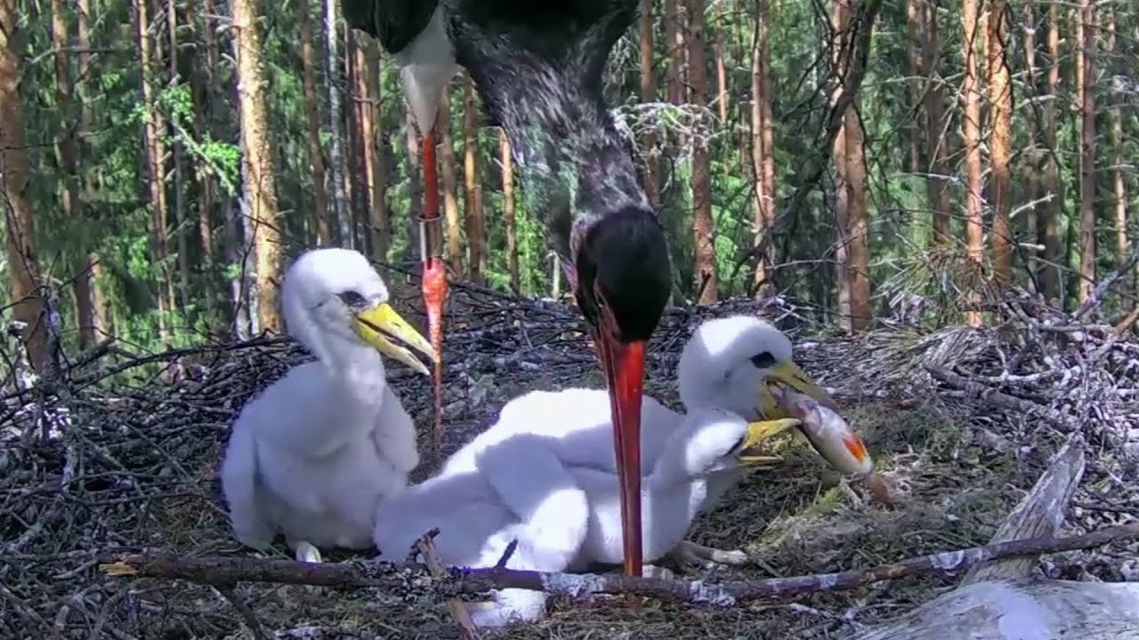 Must-toonekurg~Karl brings a huge amount fish~3:40 PM 2022/06/12 - YouTube