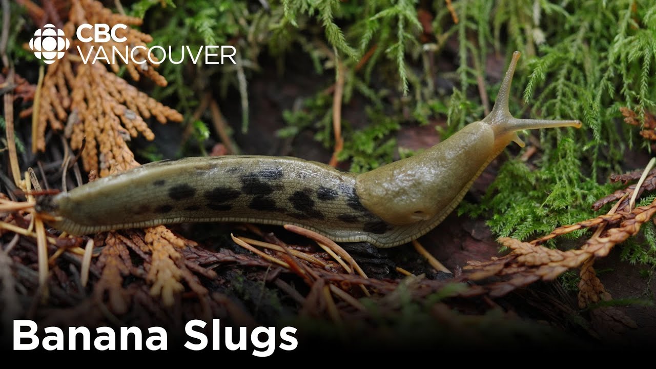 This little guy has more teeth than your entire family | Banana Slugs ...