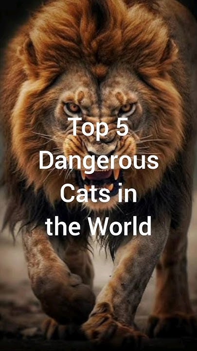 Top 5 Dangerous Cats in the World - YouTube