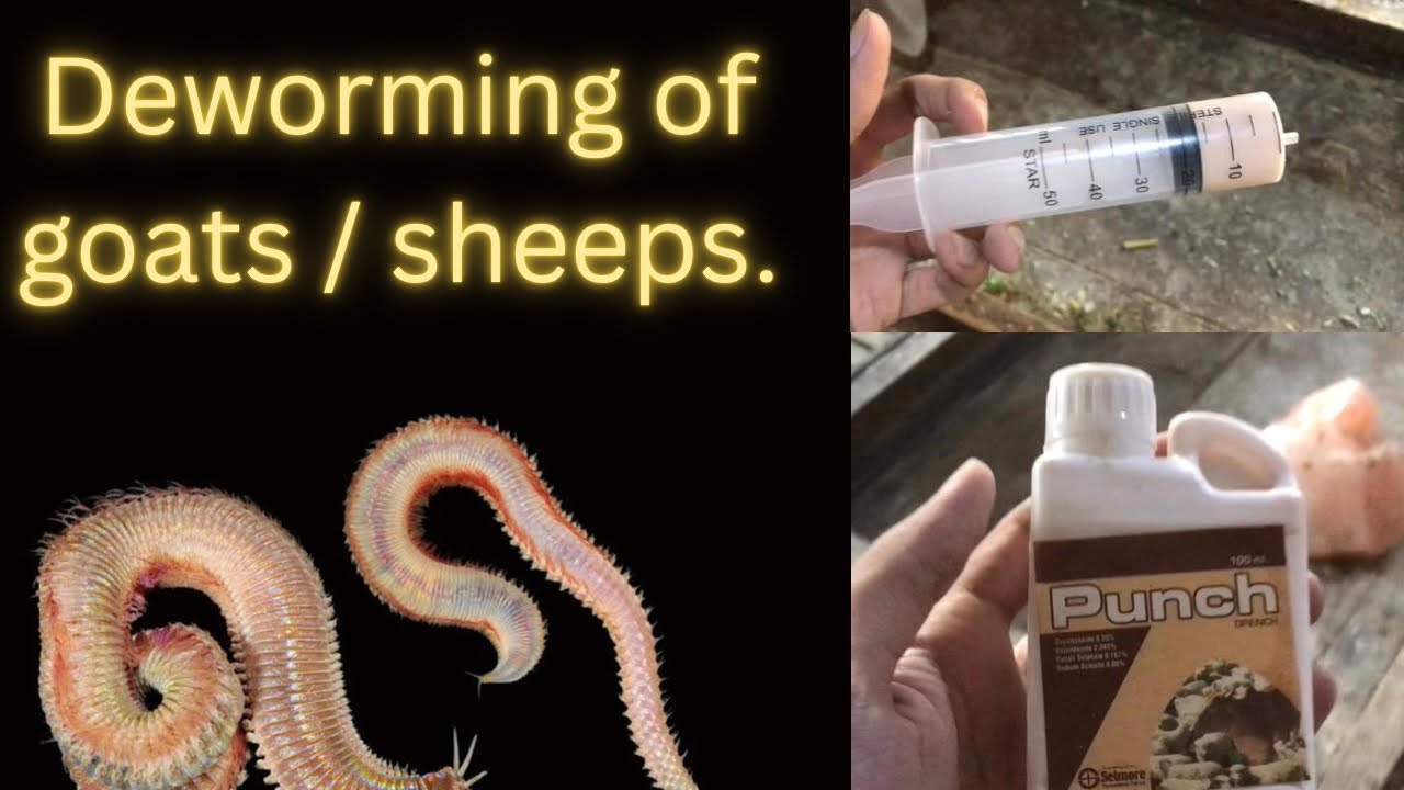 Deworming ka asan tareeka | deworming of goats and sheeps | deworming ...