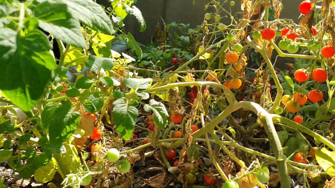 So many tomatoes - aquaponics update January 2020 - YouTube