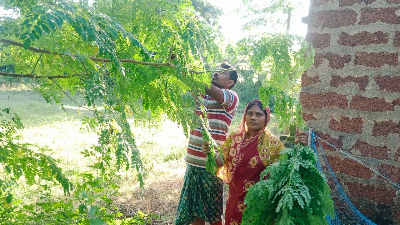 simple village Lifestyle vlog with our village working vlog||simple ...
