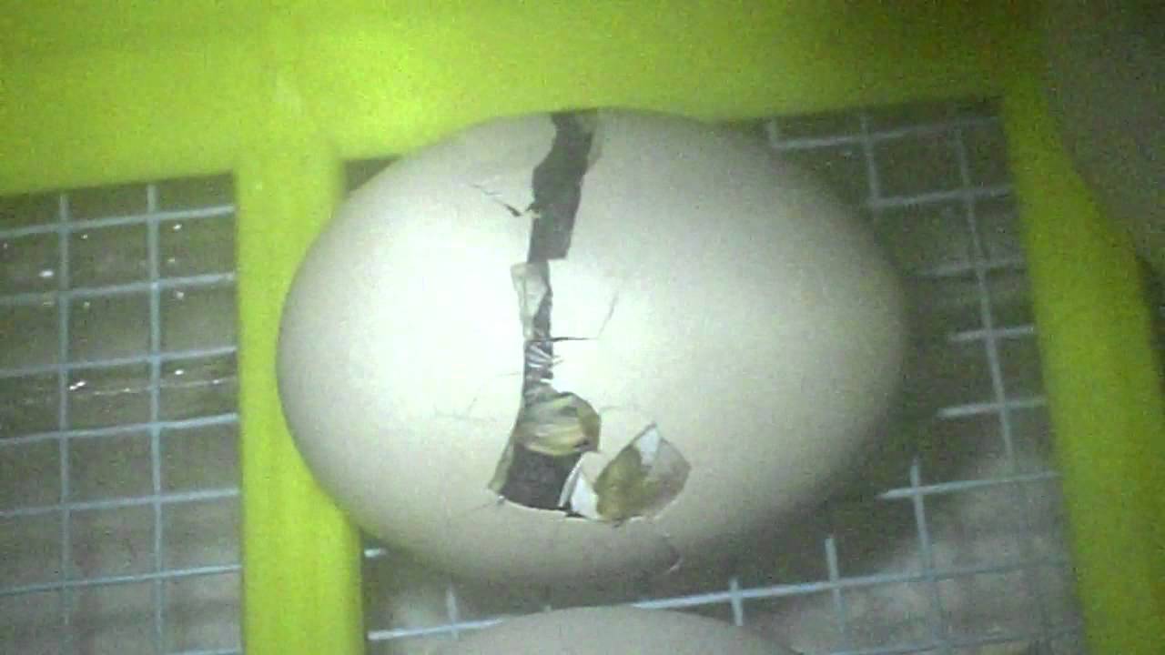 Silked Serama Chick Hatching. - YouTube