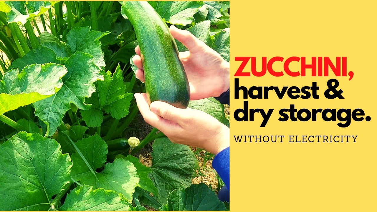 How To Harvest Zucchini And Store For Winterwatch This Before Giving Zucchini Away To Friends
