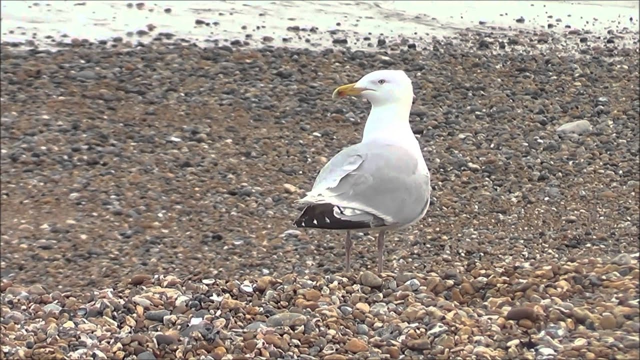 Sea Bird on Hove Beach - YouTube