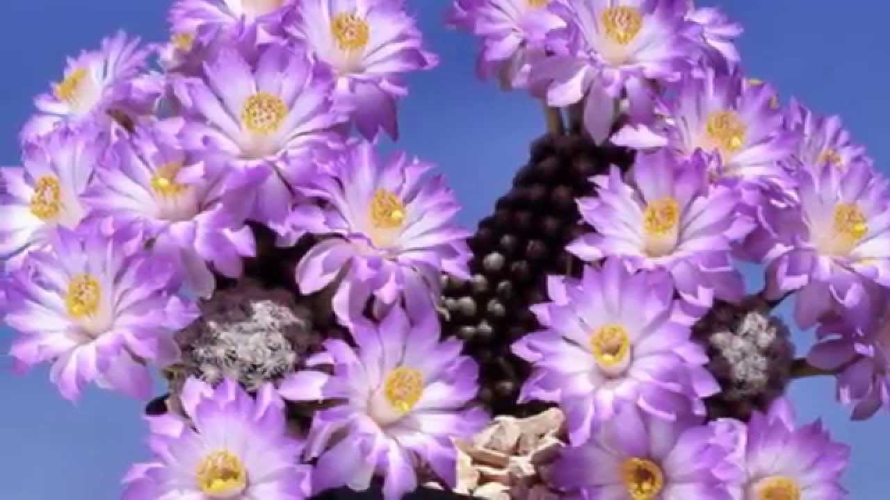 Кактус цветет - YouTube