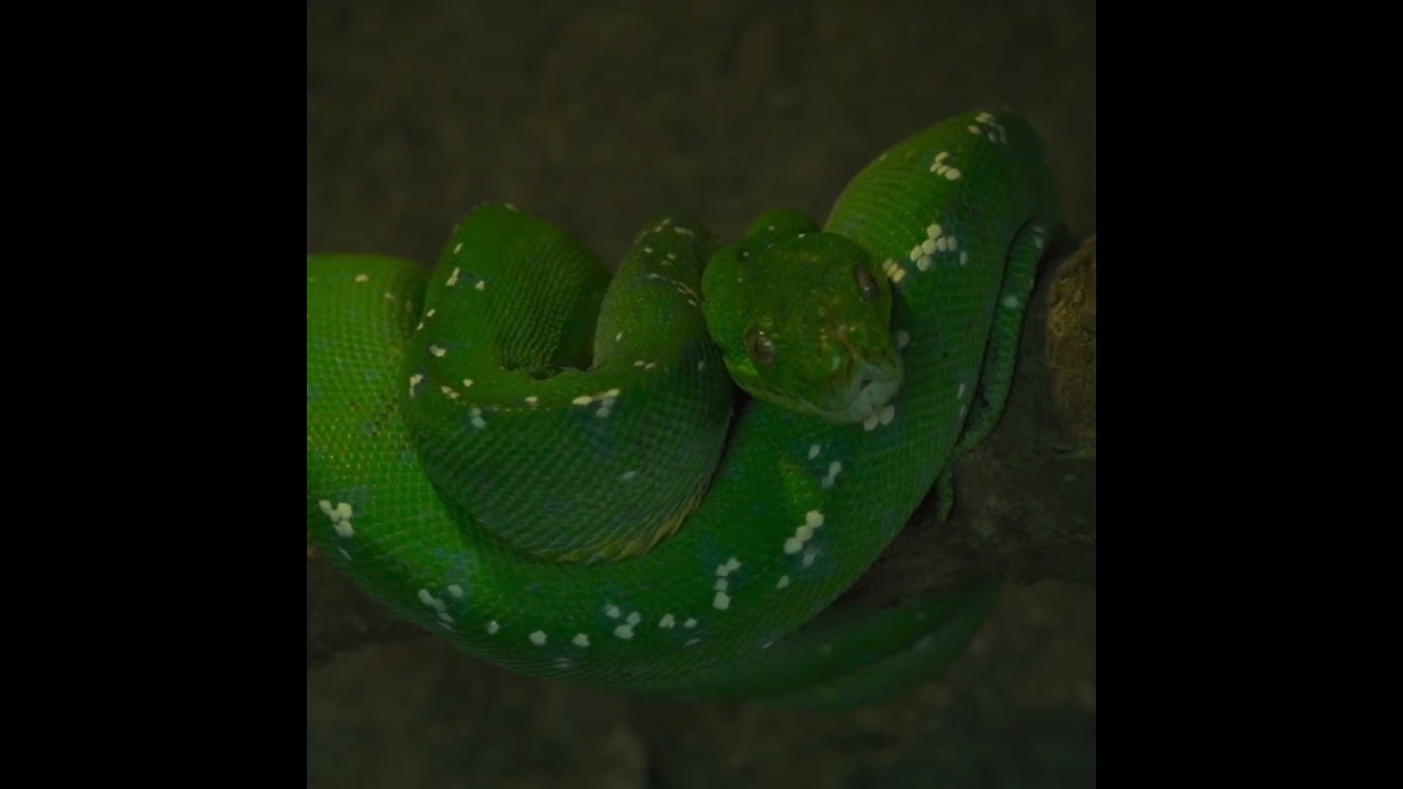 Snake green🐍 - YouTube