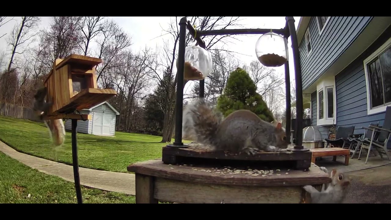 Enjoy a new video of squirrels with your pet @backyardparadise # ...