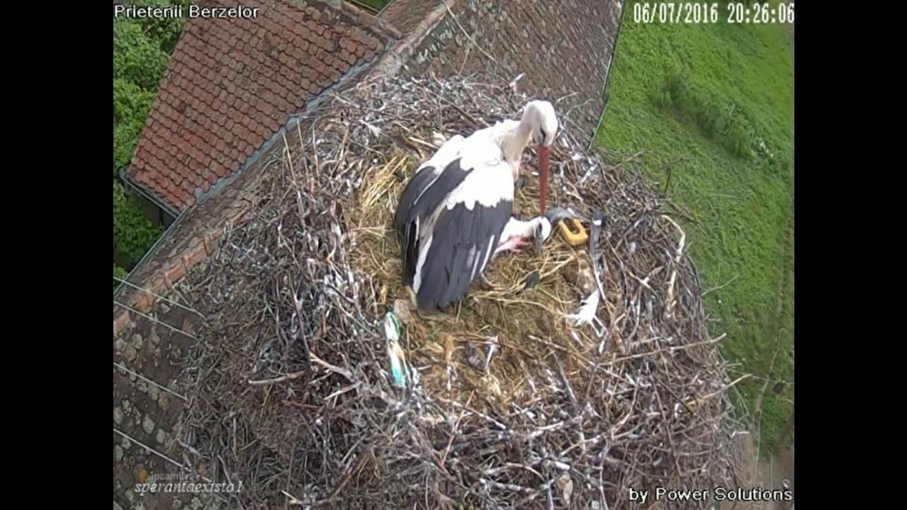 Cuib Barza Cristian / White Stork Romania Cristian - 18 Days Old Stork ...