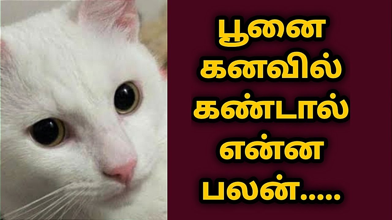 Poonai kanavil vanthal Enna palan@KalyanaVirundhu5 - YouTube
