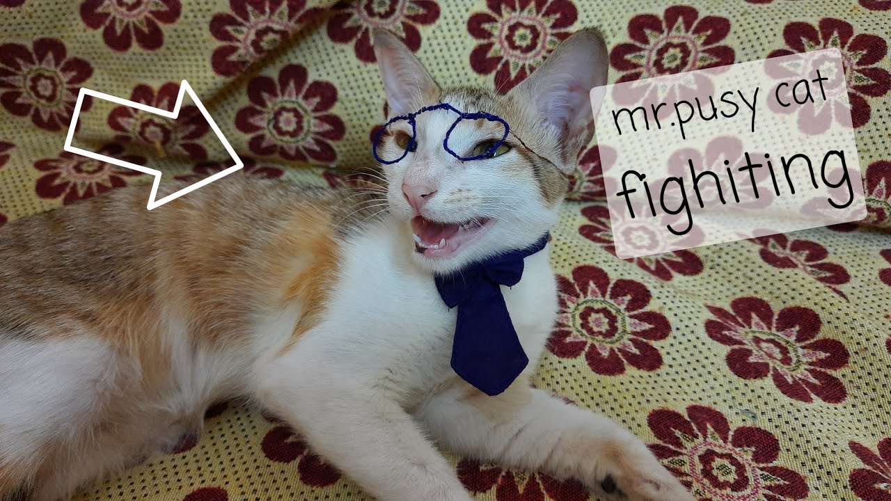 Pushy cat fighiting...... ( shorts )full video description - YouTube