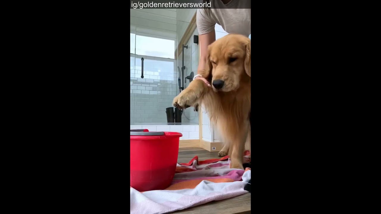 Funniest And Cutest Dogs, Dogs Reels Compilation That Will Make You ...