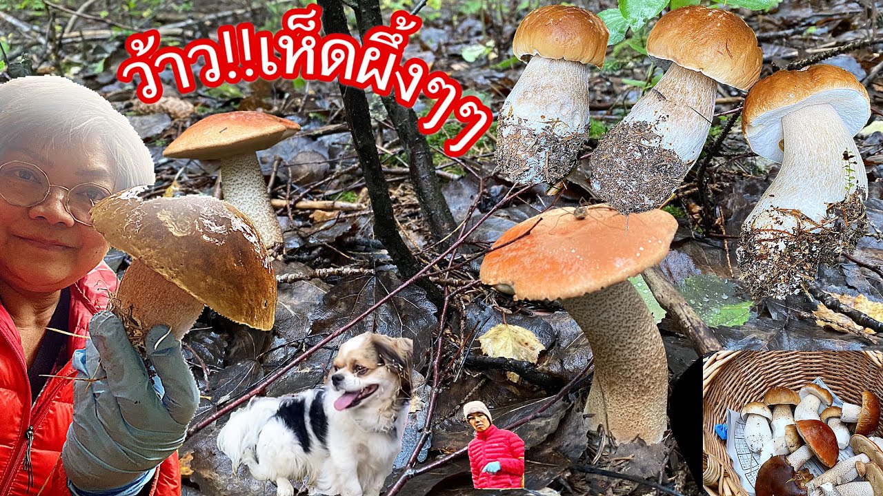 ว้าวๆเห็ดผึ้งหวาน,ผึ้งขาลาย‼️, Stensopp/karljohan,13 กันยายน ค.ศ. 2022 ...