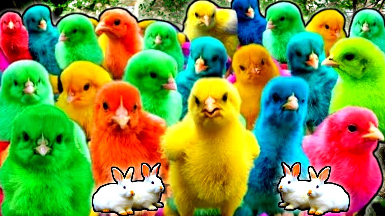 Cute Animals, Rainbow Chicken, Duck, Rabbit, Cow, Fish, Lion, Elephant ...