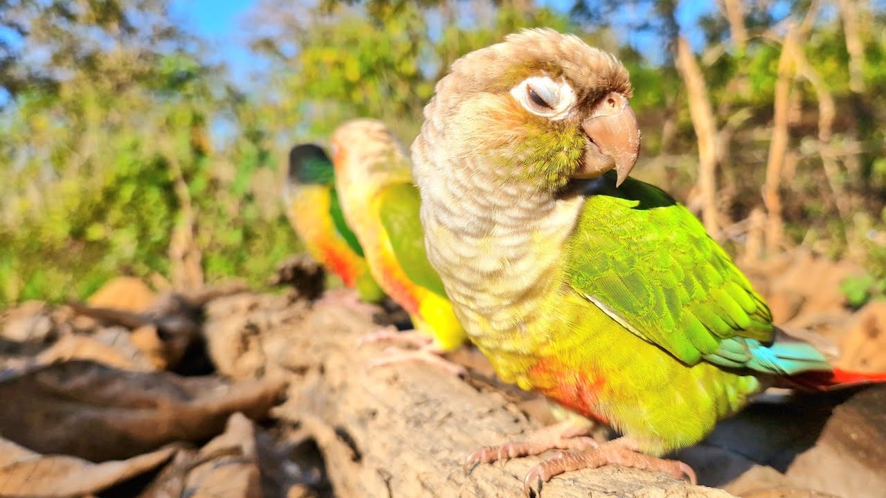 Conure parrot sounds : I found birds in the forest, they were looking ...