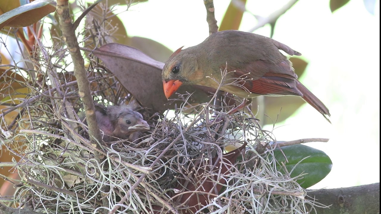 Cardinal Nestlings Fed by Parents - YouTube