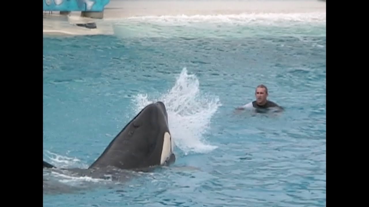 Believe (with original trainer testimony) - SeaWorld San Diego (May ...