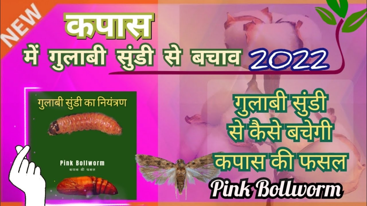 Gulabi sundi Pink bollworm गुलाबी सुंडी का जीवन चक्र #gulabisundi - YouTube