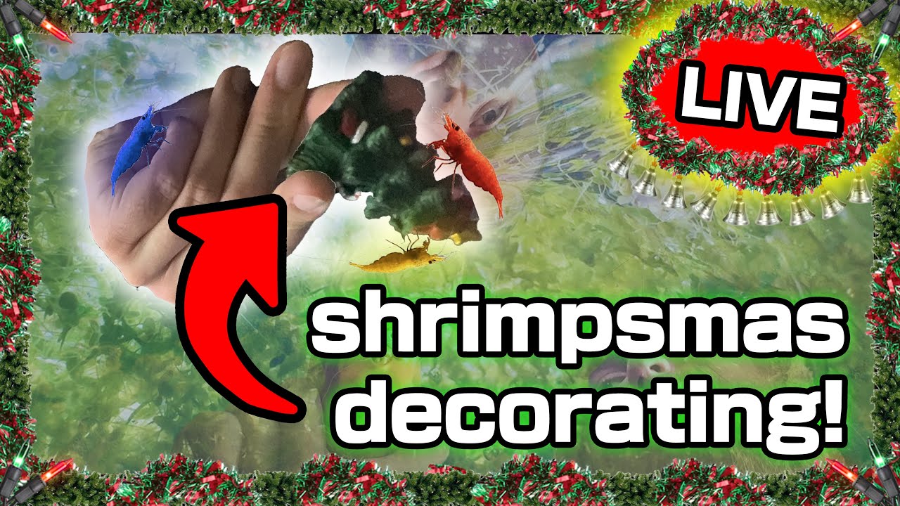Merry Shrimpsmas! | Decorating Shrimp Town For Shrimpsmas LIVE! - YouTube