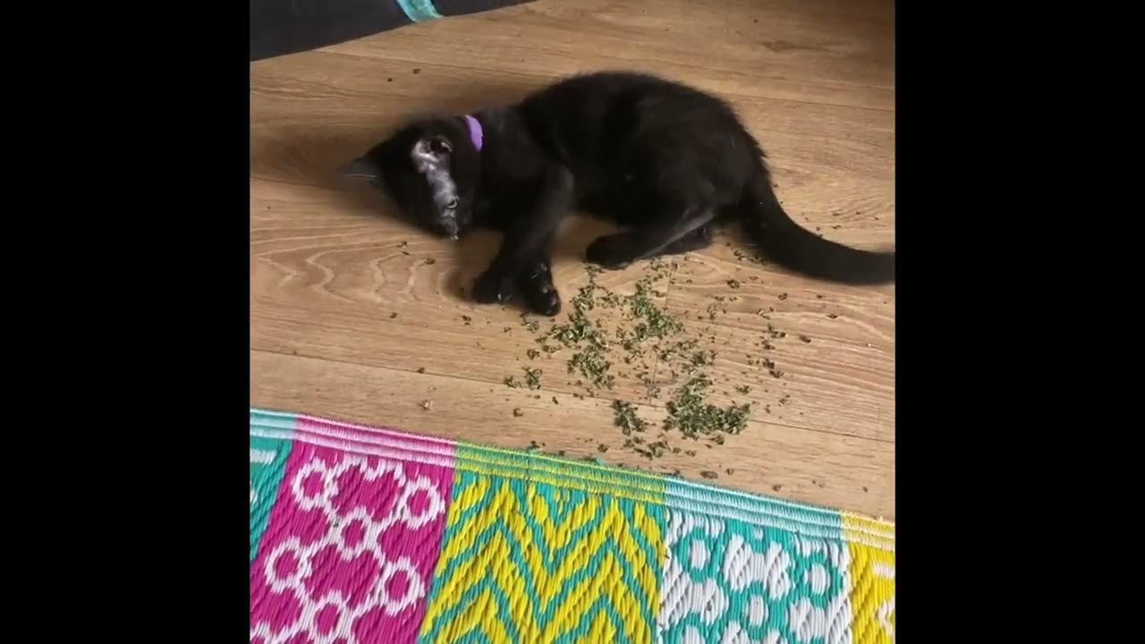Catnip Time Again - YouTube