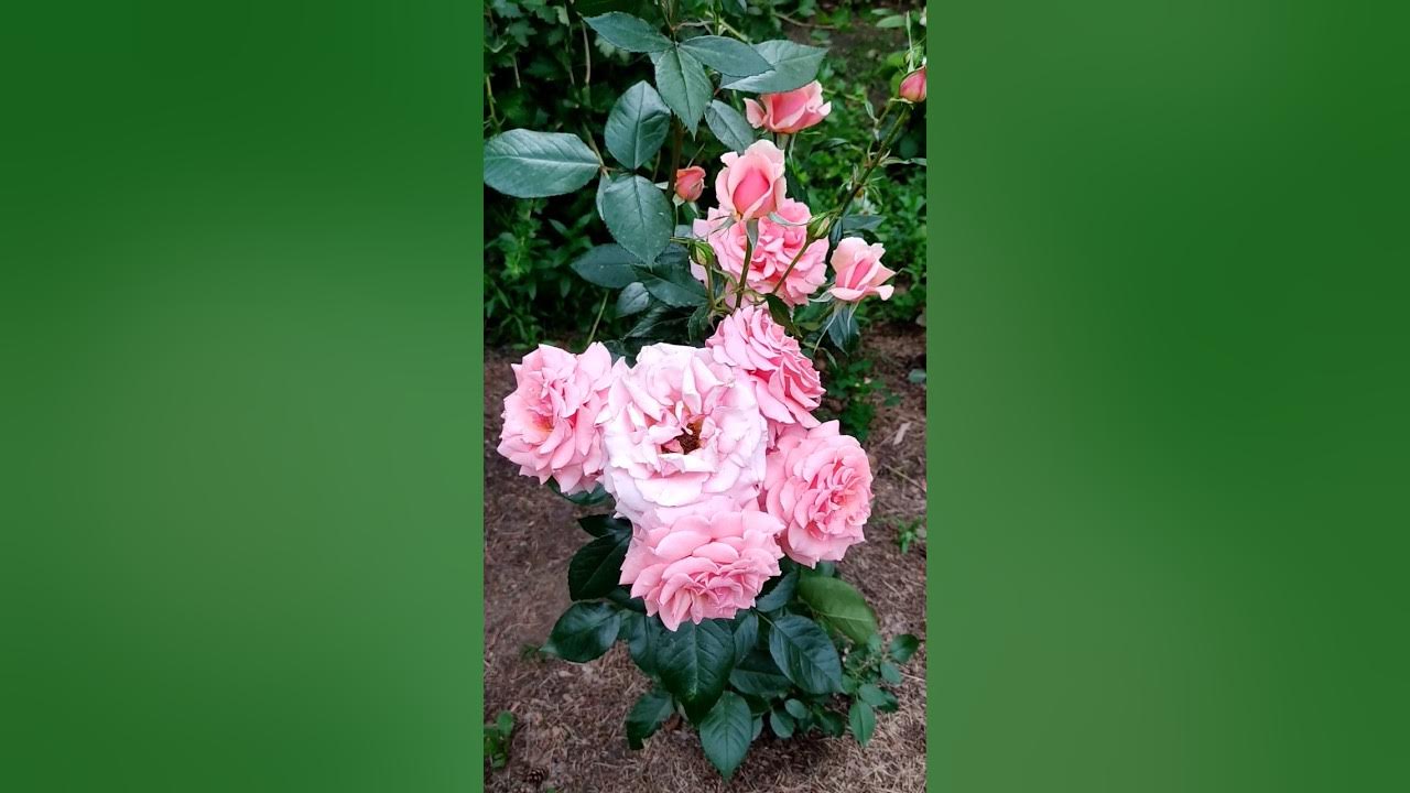 Роза Поэзи - YouTube