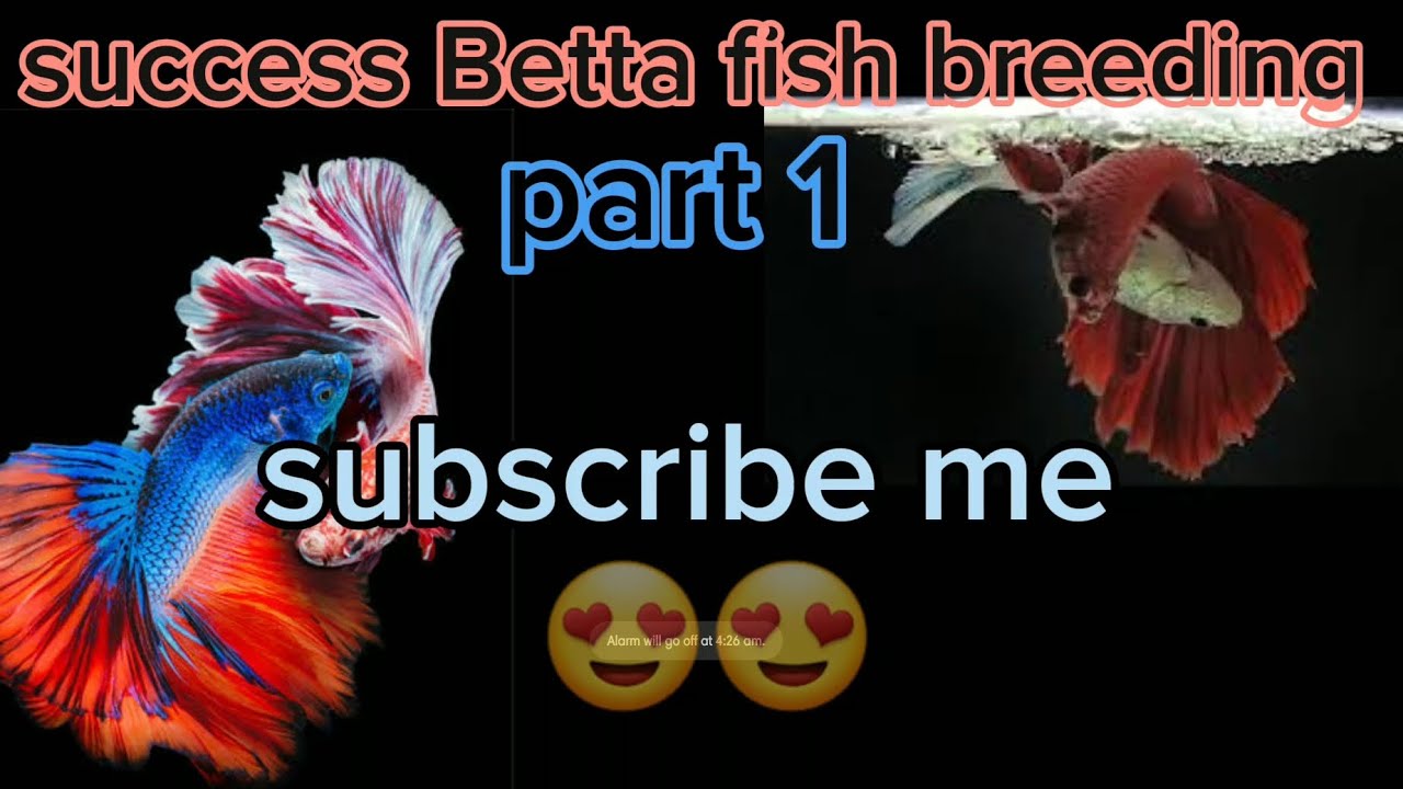 🤩 How to Breed Betta Fish Step by Step 🤩 || Successful Betta Fish Breeding Tutorial at Home ...