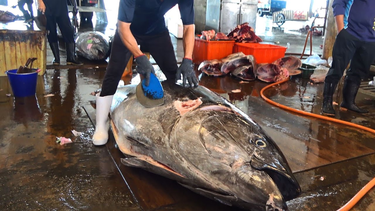 Massive Bluefin Tuna and Marlin Sashimi Cutting - Unbelievable Skill ...