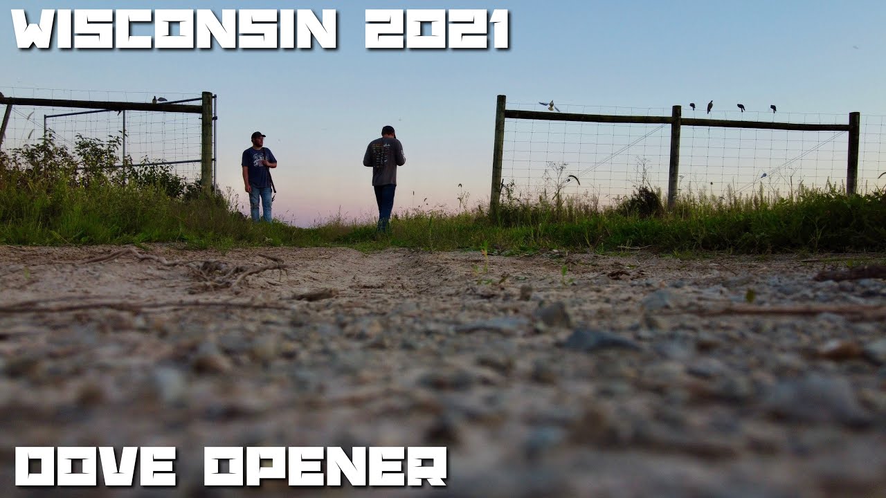 Hunting the 2021 Wisconsin Dove Opener - YouTube