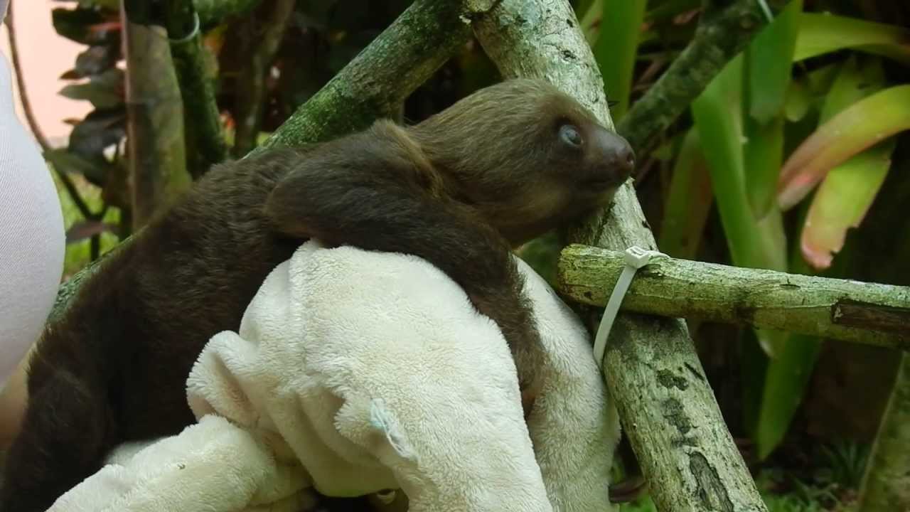 Costa Rica Sloth Sanctuary - Baby Two-Fingered Sloth Chewing on the ...