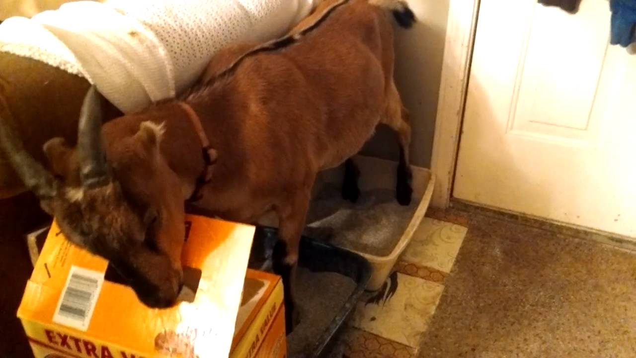 Potty trained goat - YouTube